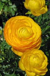 Ranonkels kopen? Ranonkel bollen bestellen online!