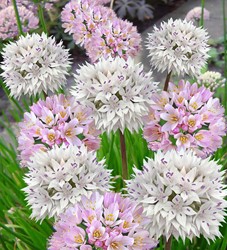 Allium bollen kopen? Allium Giganteum bestellen