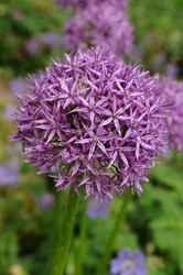 Allium bollen kopen? Allium Giganteum bestellen