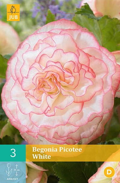 Begonia White Picotee kopen? Snelle levering en scherpe prijzen bij ...