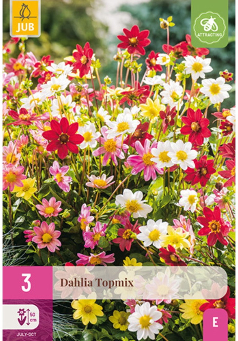 Dahlia Topmix Mix kopen? Snelle levering en scherpe prijzen bij ...