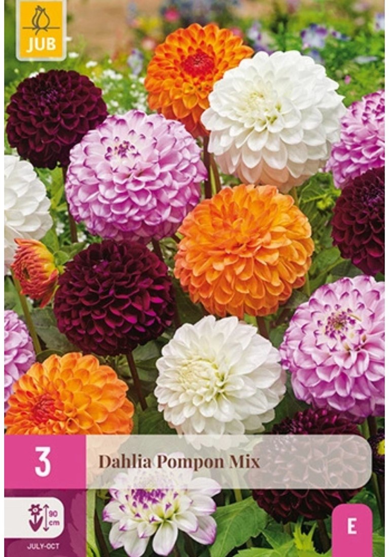 Dahlia Pompon Mix kopen? Snelle levering en scherpe prijzen bij ...