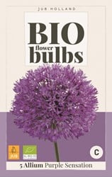 Allium bollen kopen? Allium Giganteum bestellen