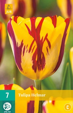 Tulp Helmar kopen? Snelle levering en scherpe prijzen bij ...