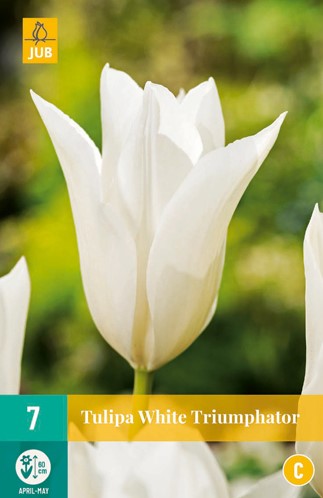 Tulp White Triumphator kopen? Snelle levering en scherpe prijzen bij bloembollenkopen.nl