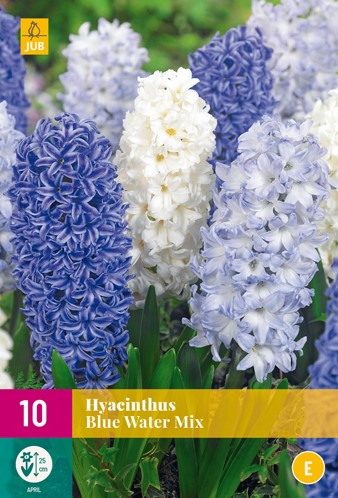 Hyacinten Blue Water Mix - Hyacinthus kopen? Snelle levering en scherpe ...