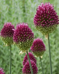 Allium bollen kopen? Allium Giganteum bestellen