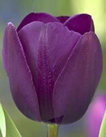 Tulp Negrita kopen? Snelle levering en scherpe prijzen bij ...