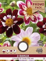 Dahlia Collarette Charlotte Mix kopen? Snelle levering en scherpe ...