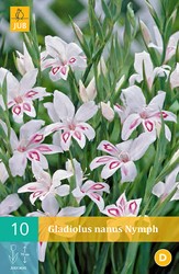 Gladiolen bollen kopen? - Bestel Gladiolen bollen online