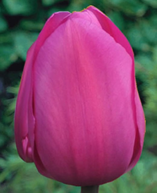 Tulp Don Quichotte kopen? Snelle levering en scherpe prijzen bij ...