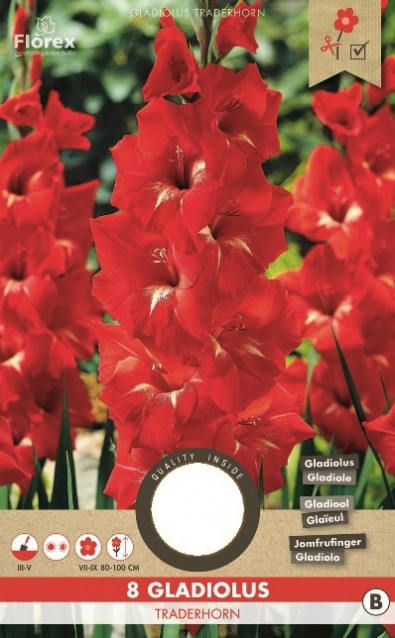 Gladiolen Rood kopen? Snelle levering en scherpe prijzen bij ...