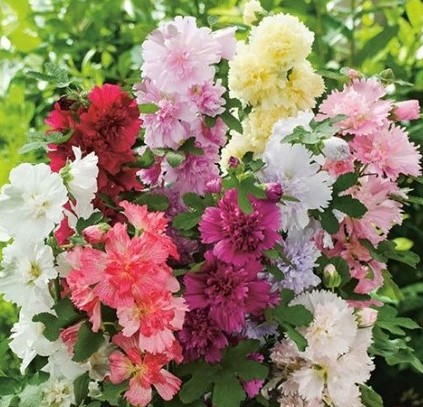 Alcea Rosea Mix - Stokroos kopen? Snelle levering en scherpe prijzen ...