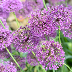 Allium bollen kopen? Allium Giganteum bestellen