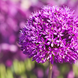 Allium bollen kopen? Allium Giganteum bestellen