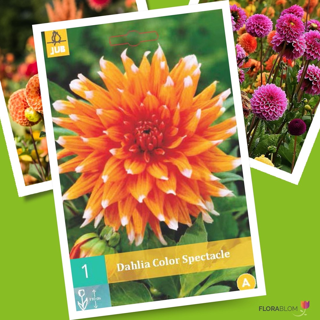 Dahlia Color Spectacle kopen? Snelle levering en scherpe prijzen bij ...