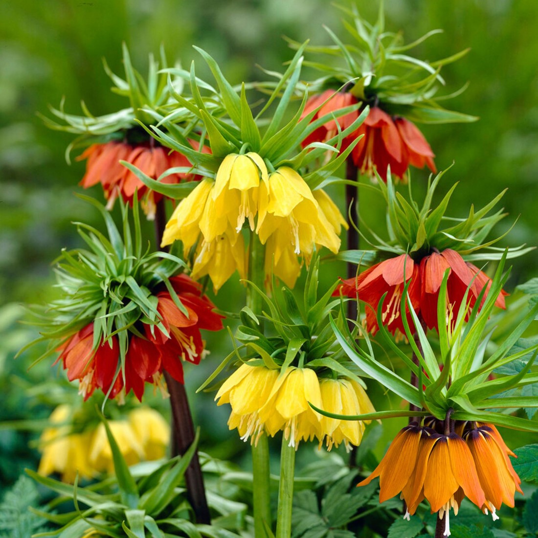Fritillaria Imperialis Mix kopen? Snelle levering en scherpe prijzen ...
