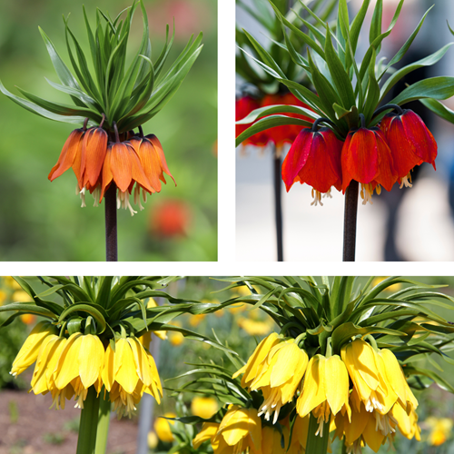 Fritillaria Imperialis Mix kopen? Snelle levering en scherpe prijzen ...