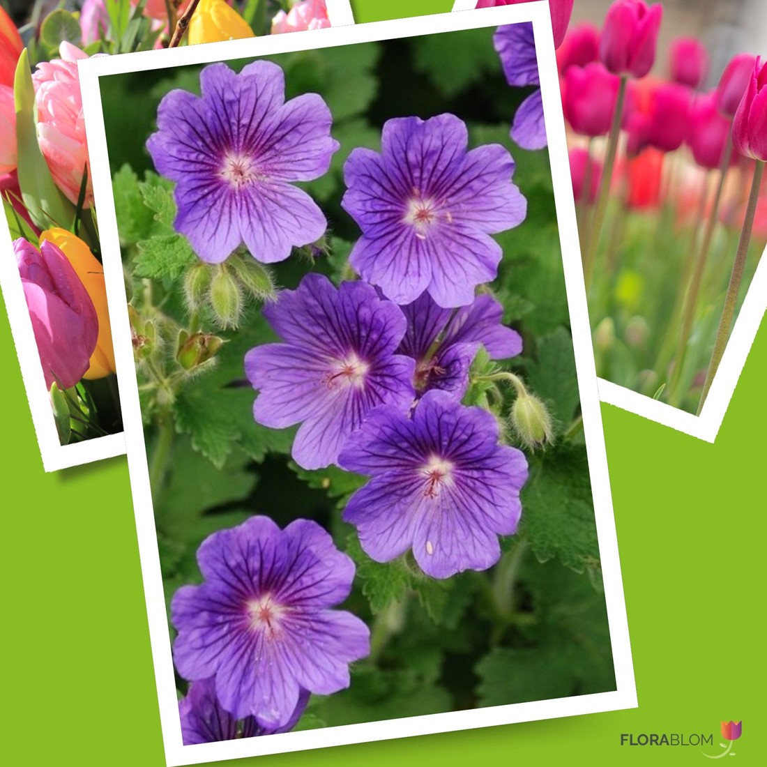 Ooievaarsbek Rozanne - Geranium kopen? Snelle levering en scherpe ...