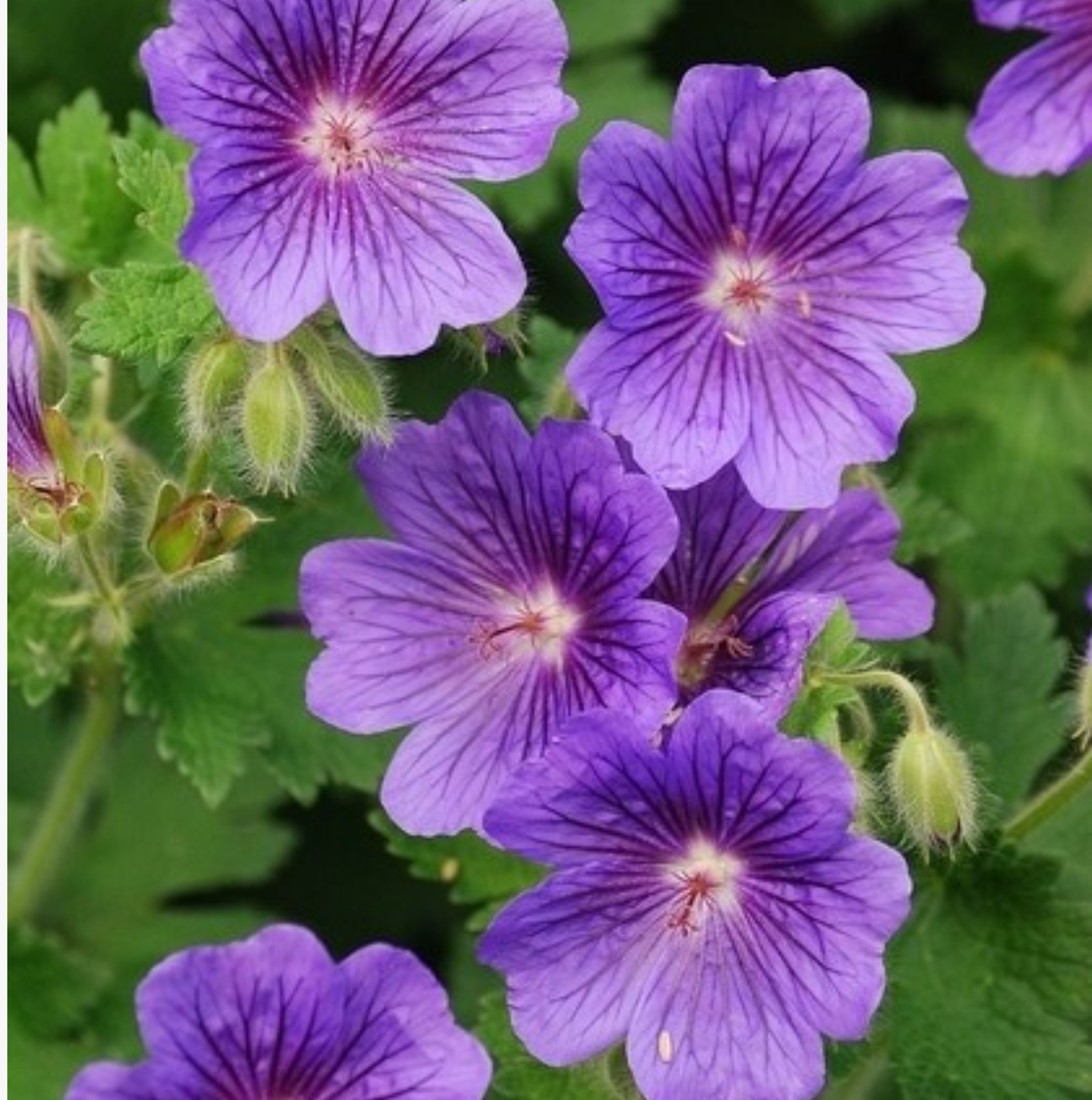 Ooievaarsbek Rozanne - Geranium kopen? Snelle levering en scherpe ...