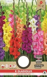 Zomerbollen of zomerbloeiers kopen? Gemakkelijk online bestellen