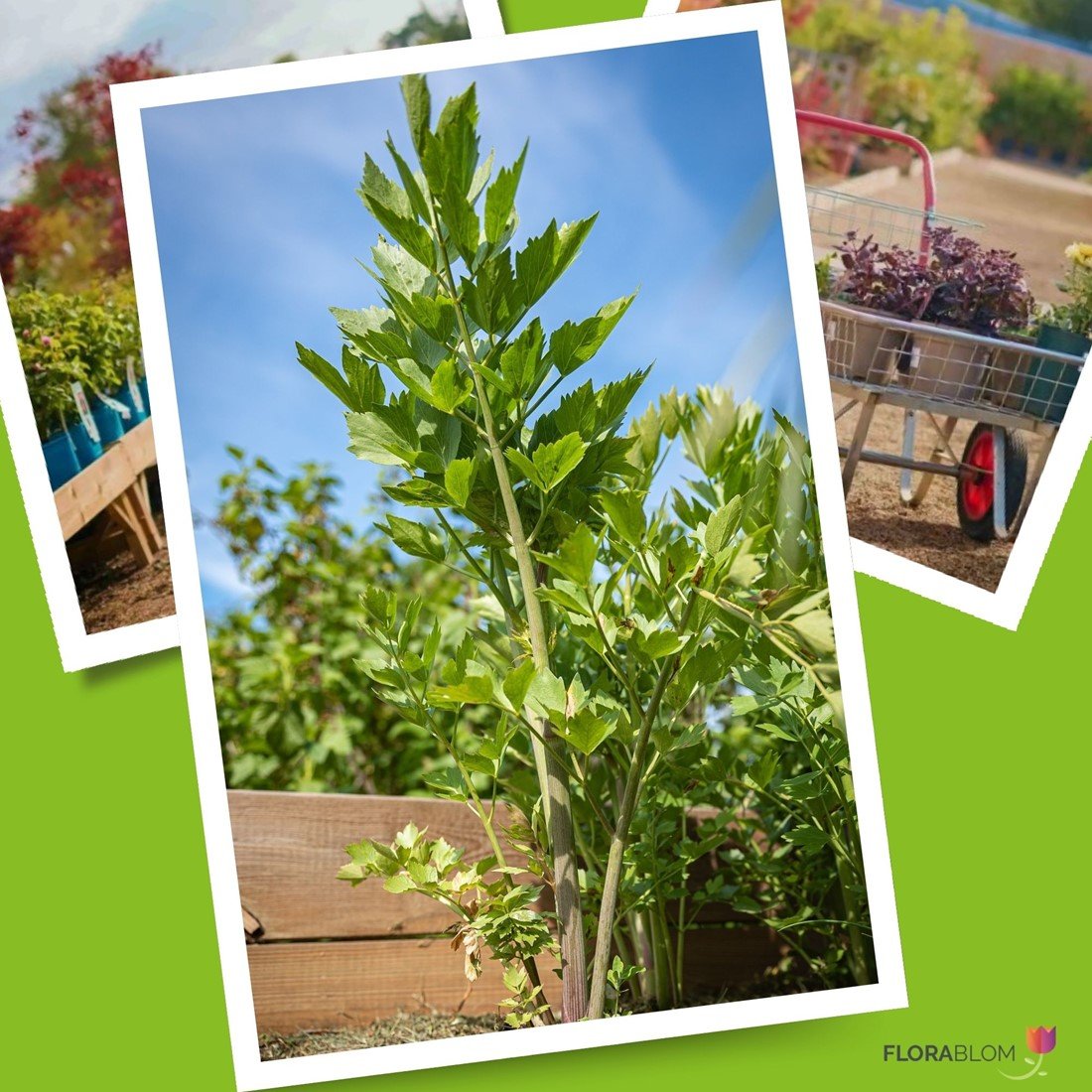 Lavas Maggiplant - Levisticum (Potplant) Bloembollen Kopen