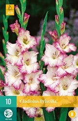 Gladiolen bollen kopen? - Bestel Gladiolen bollen online