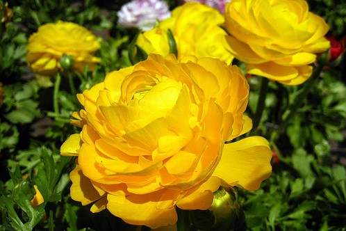 Ranonkel Geel - Dubbel Geel kopen? Snelle levering en scherpe prijzen ...