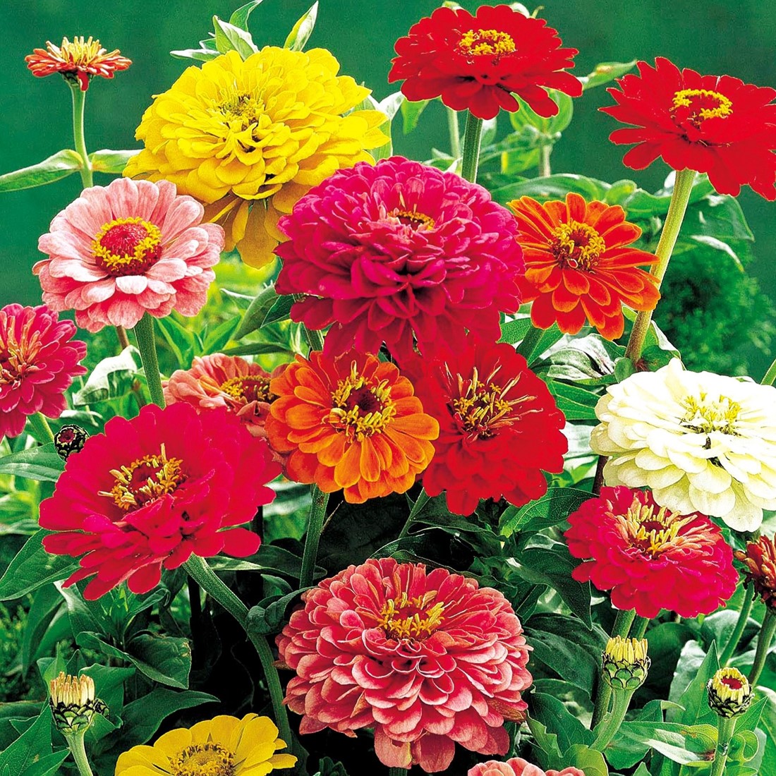 Zinnia Dahlia flowered Mix kopen? Snelle levering en scherpe prijzen ...