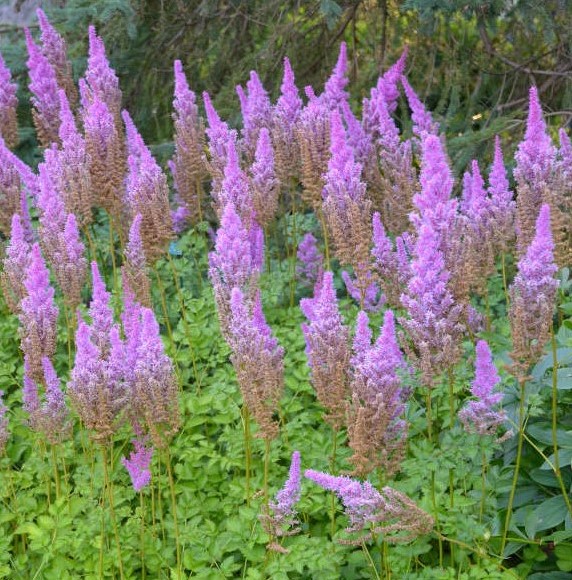 Spriraea Astilbe Pumila - Spierstuk (Potplant) kopen? Snelle levering ...