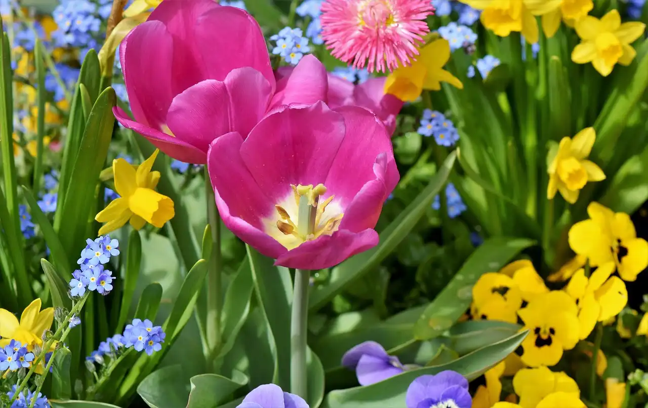 Flower bulbs for Sale! Buy Dutch Flower Bulbs Online! Online plants ...