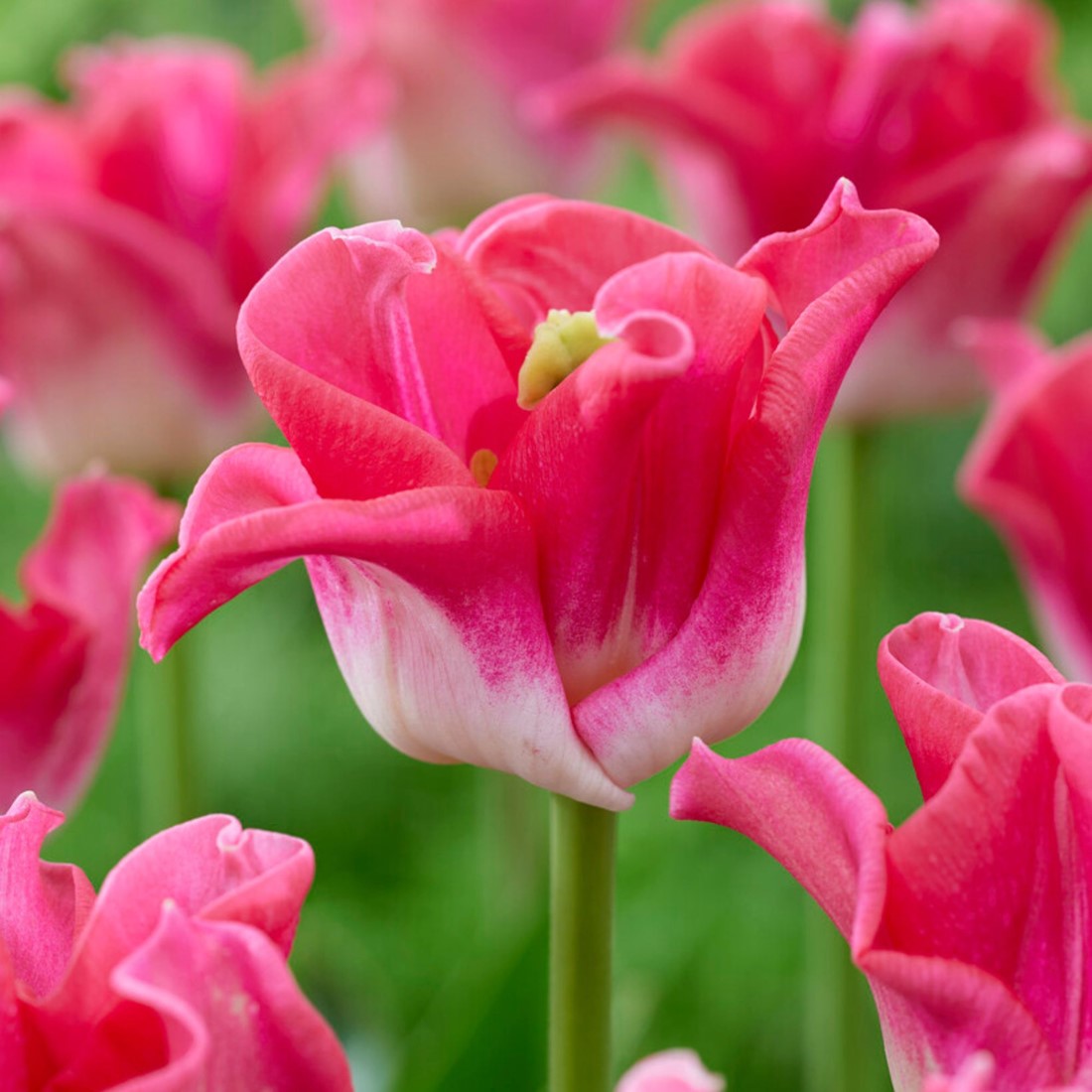 Tulp Crown of Dynasty kopen? Snelle levering en scherpe prijzen bij ...