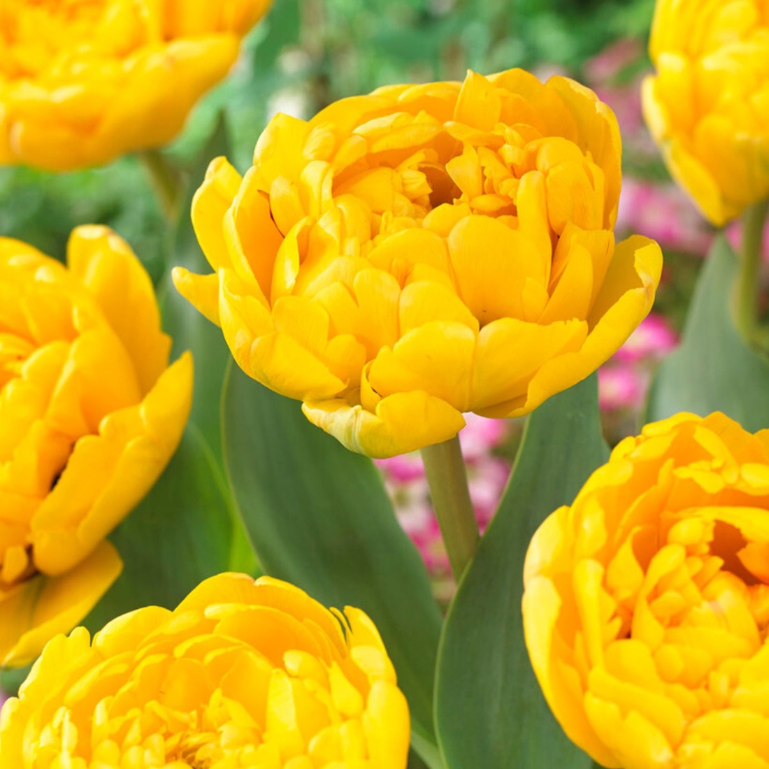 Tulp Yellow Pomponette kopen? Snelle levering en scherpe prijzen bij ...