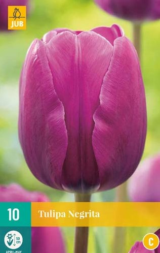 Tulp Negrita kopen? Snelle levering en scherpe prijzen bij ...