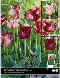 Tulp Prinses Irene kopen? Snelle levering en scherpe prijzen bij ...